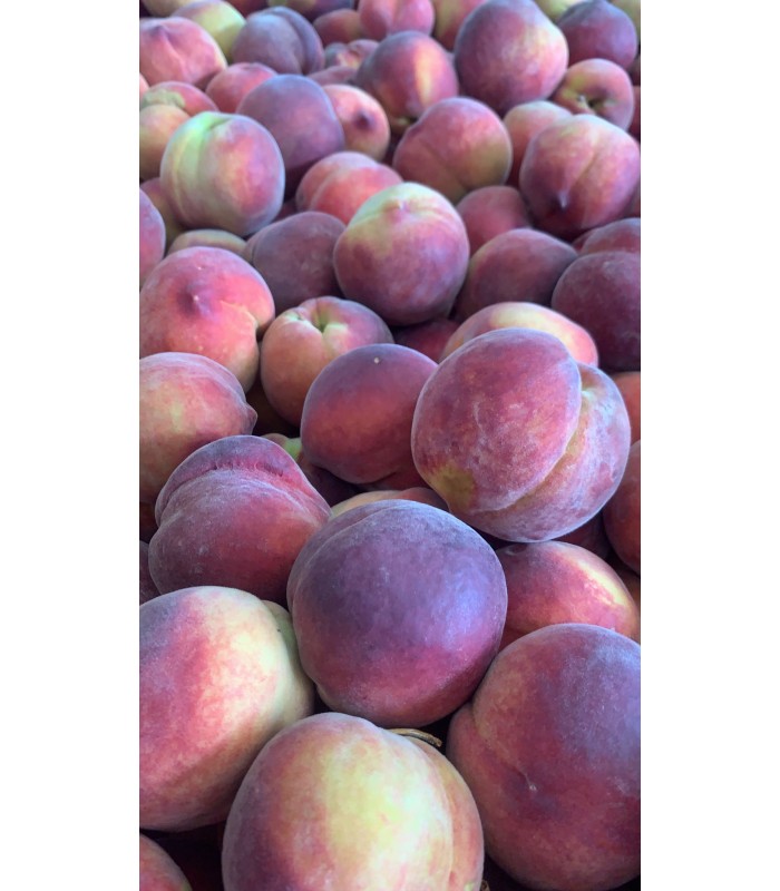 Il Contadino Online Srl