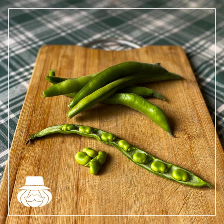 Fave della Campania | Il Contadino-Online