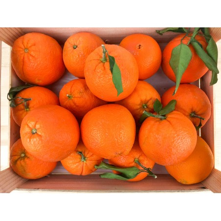 Arancia Bionda Navel 10kg